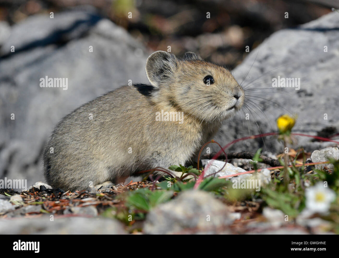 Close up pika ochotona hi-res stock photography and images - Alamy