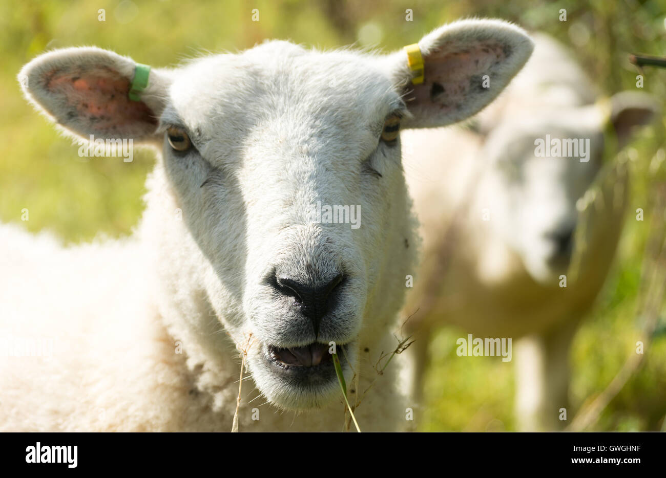 Sheep Going High Resolution Stock Photography and Images - Alamy