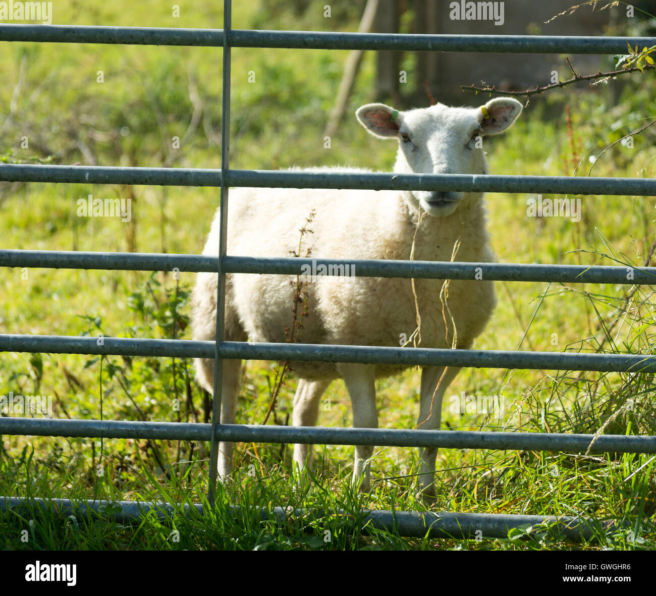 Sheep chewing on grass behind a five bar gate Stock Photo - Alamy