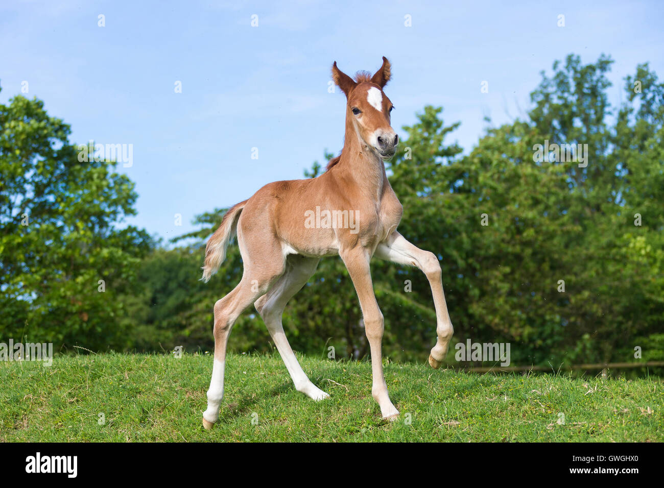 Missouri Fox Trotter. Foal trotting on a pasture. Germany Stock Photo ...