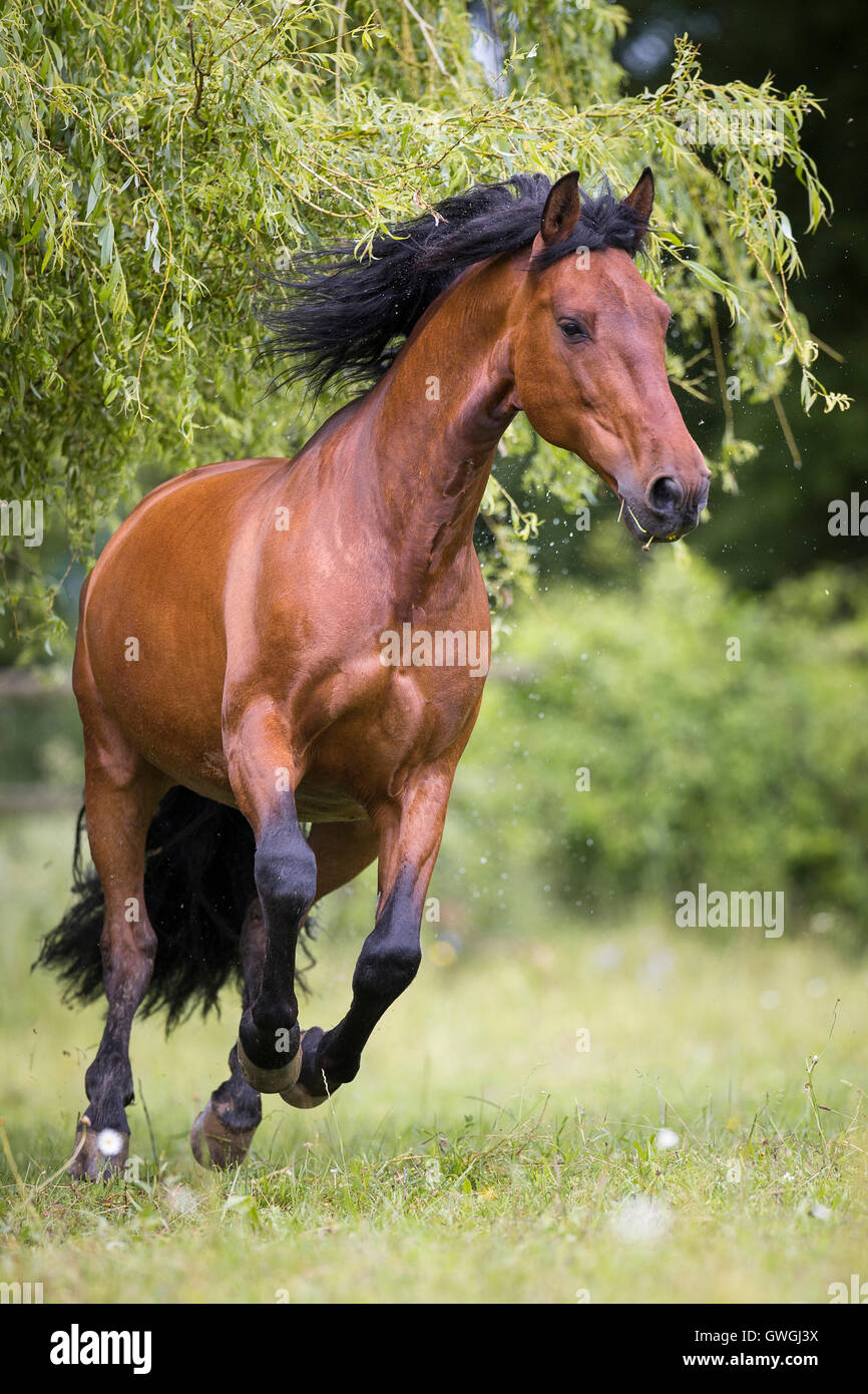 Pure Spanish Horse, Andalusian. Bay stallion galloping on a pasture ...