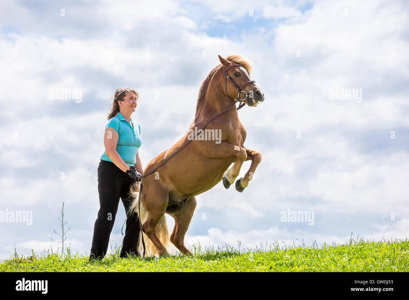 Shetland Pony. Chestnut stallion performing a pesade on long-rein on a ...