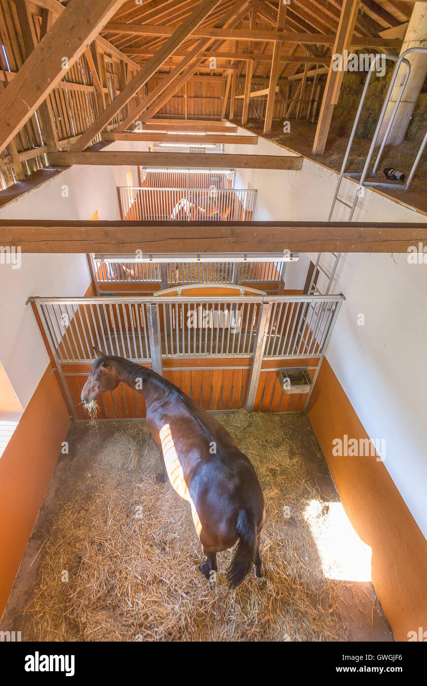 Bavarian Warmblood. Horses in loose-boxes, seen from above. Germany ...