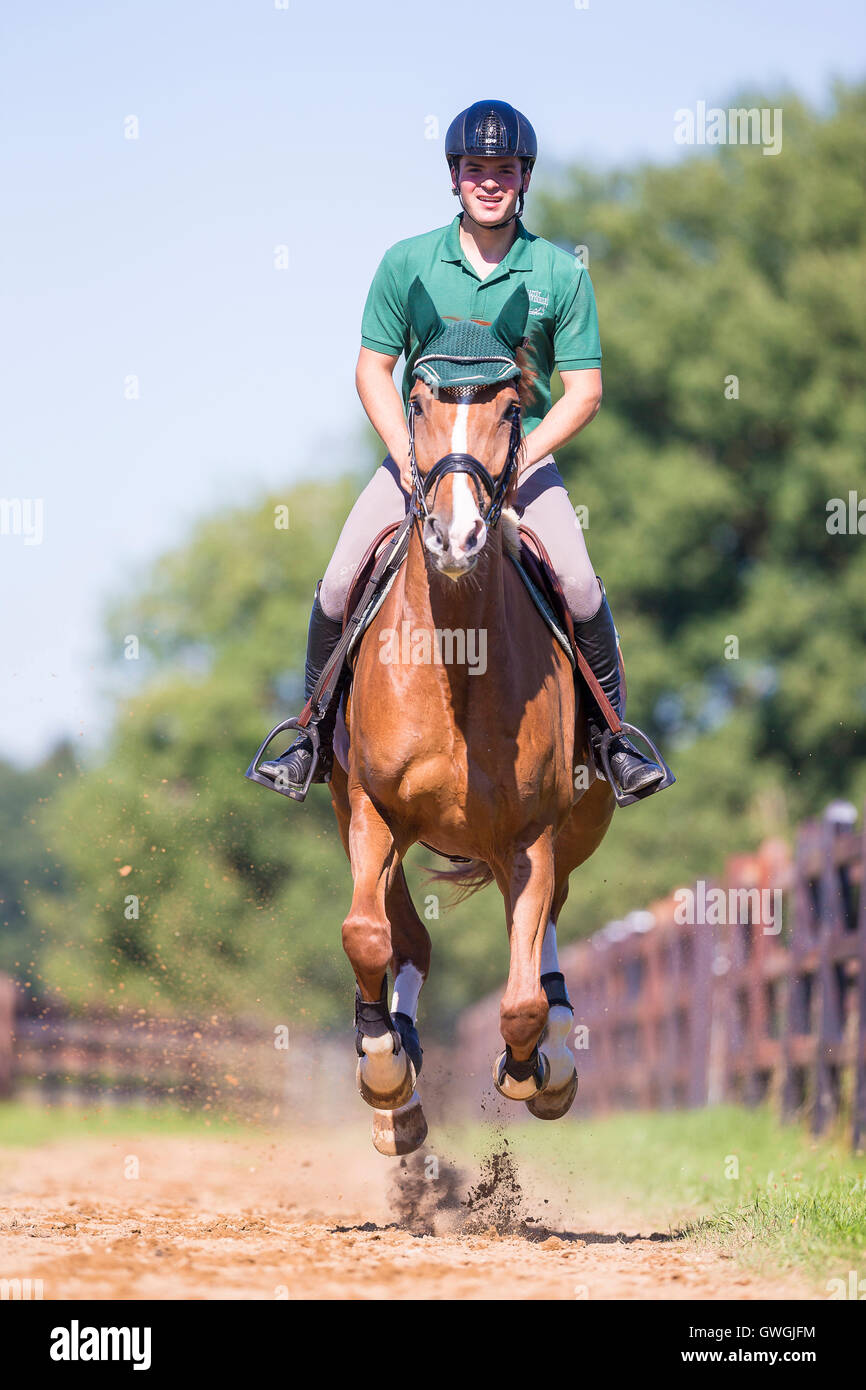 Holsteiner Horse. Man on chestnut mare galloping towards the camera ...