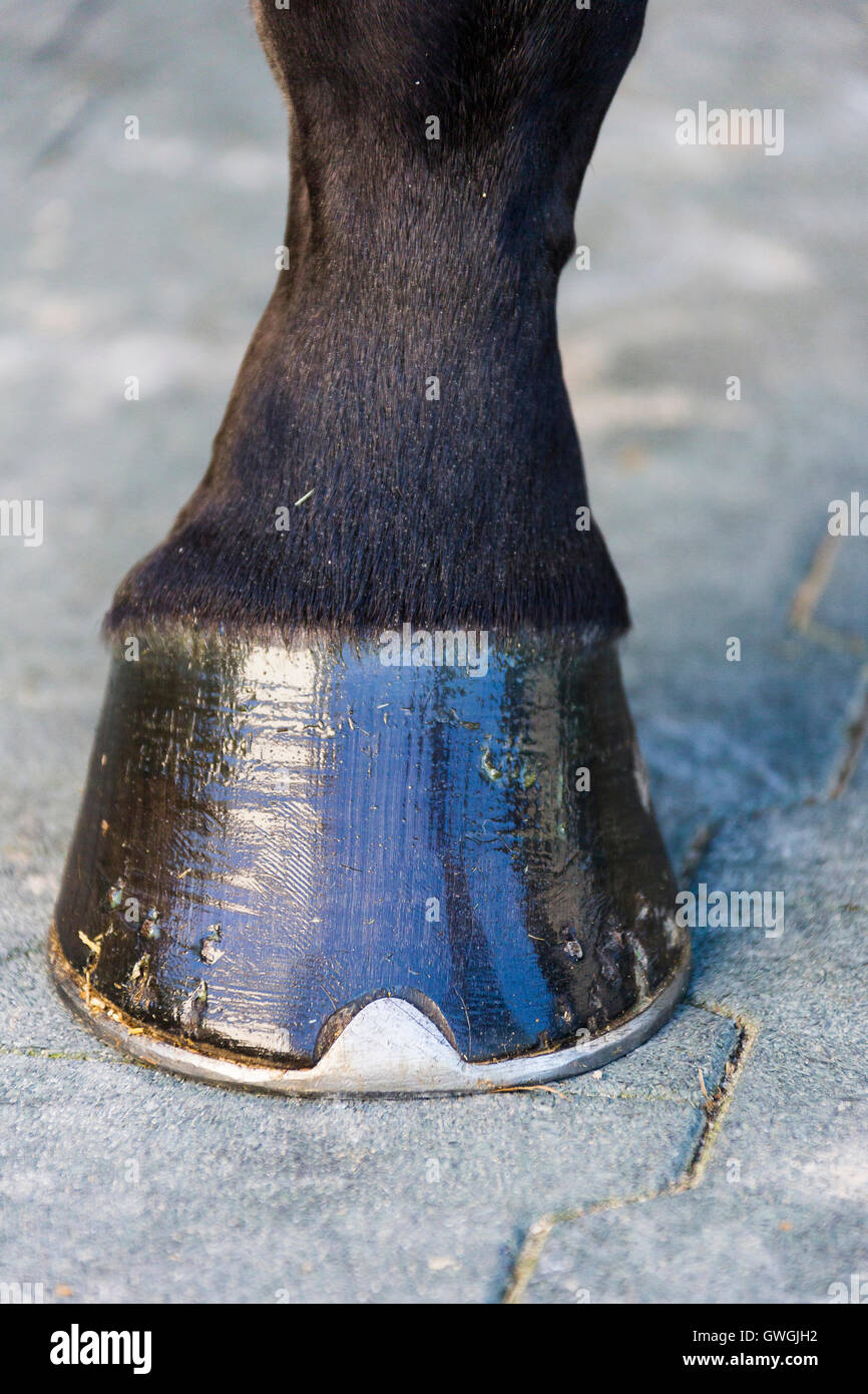 Domestic Horse. Hoof standing on rubber floor. Germany Stock Photo - Alamy
