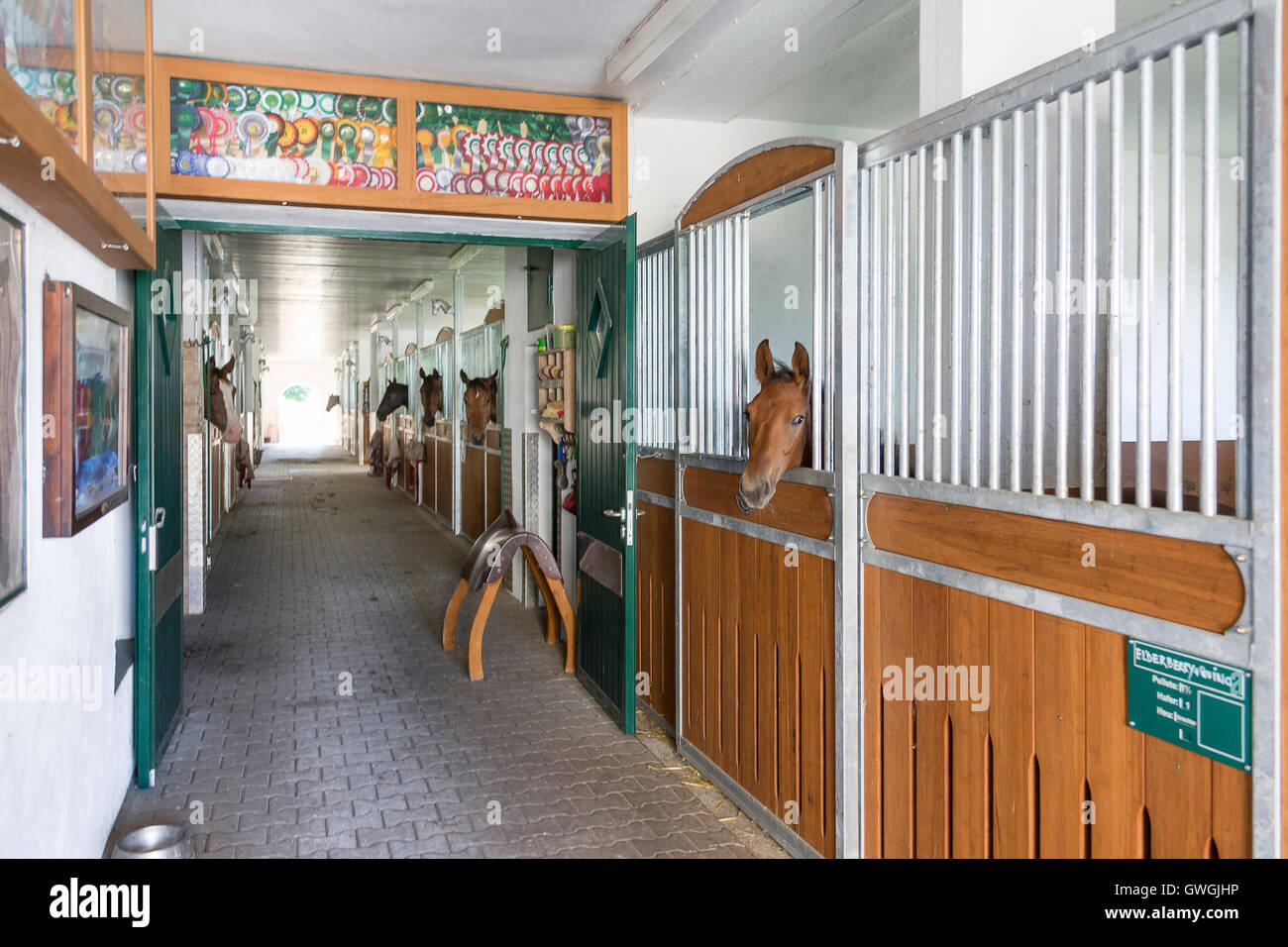 Group stable hi-res stock photography and images - Alamy