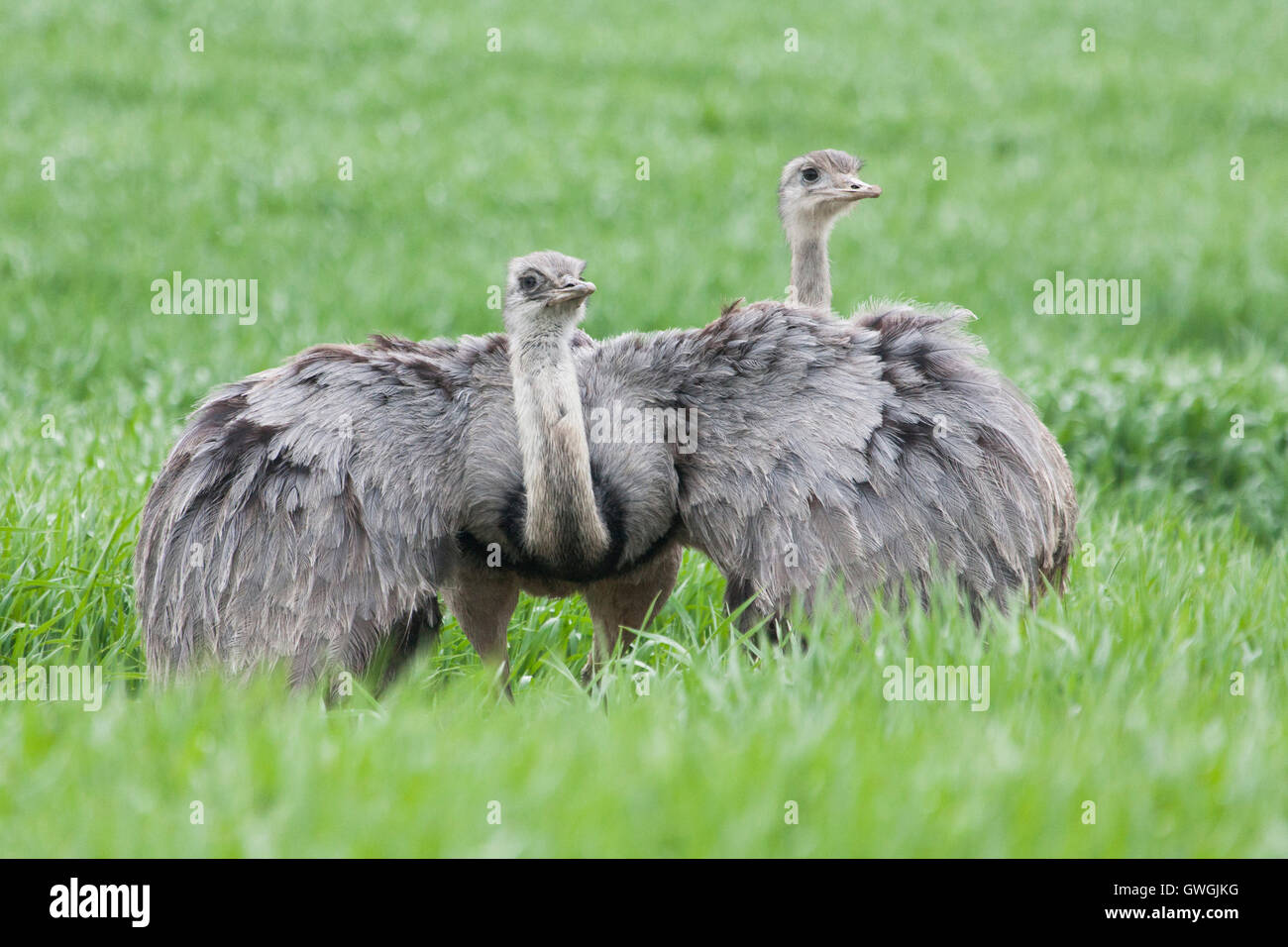 Greater rhea rhea americana pair hi-res stock photography and images ...