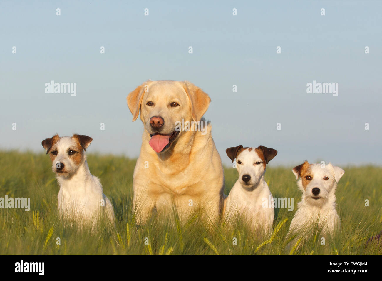 Yellow Lab Jack Russell Mix Puppy