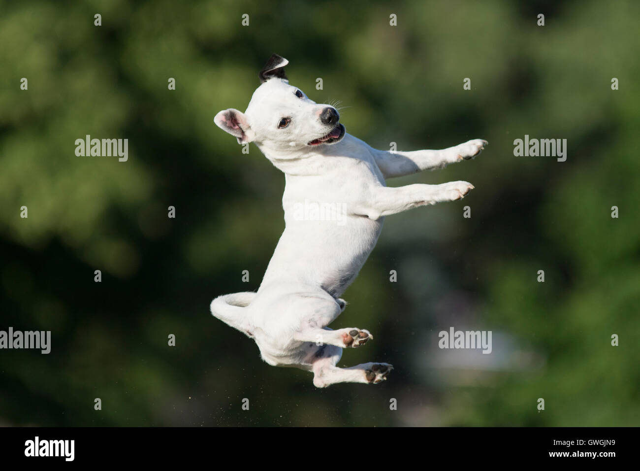 Jack Russell Terrier. Adult jumping high into the air. Germany Stock ...