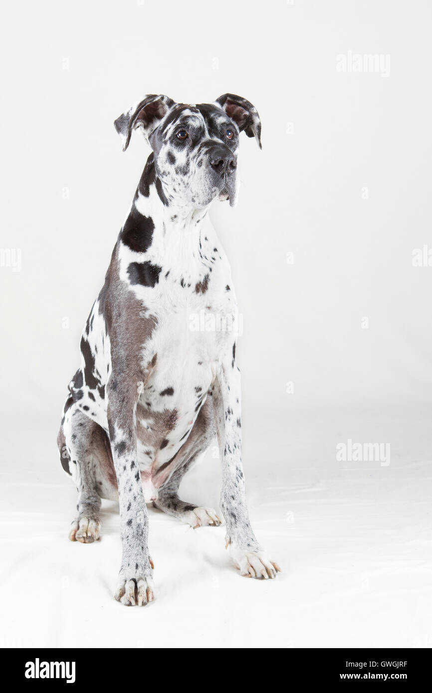 Great Dane. Senior male sitting. Studio picture against a white ...