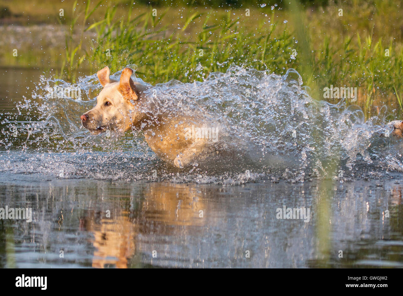 Labrador Retriever. Adult dog jumping into water. Germany Stock Photo ...