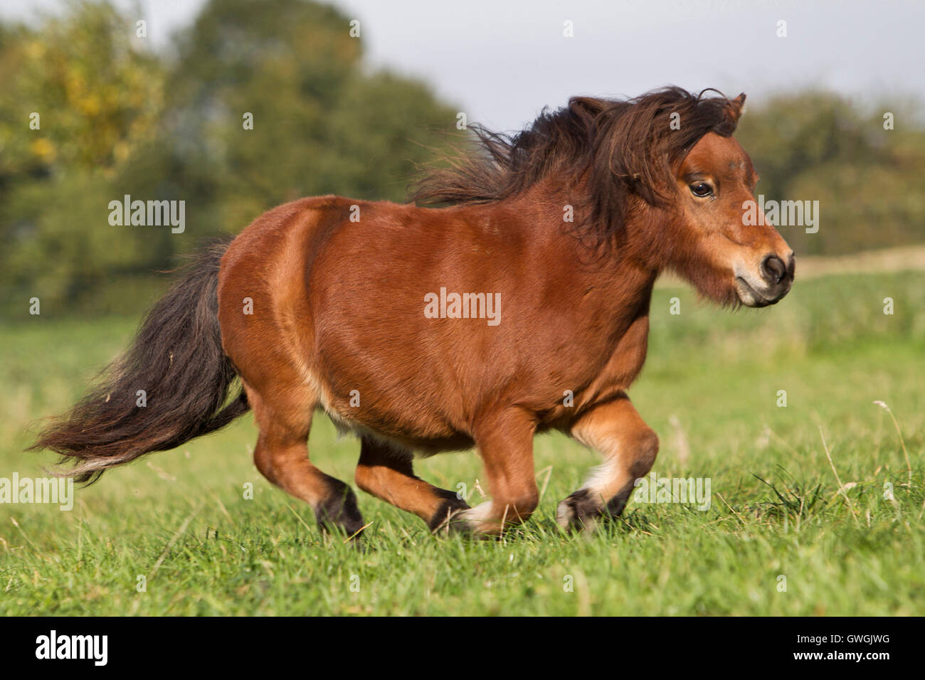 Miniature Shetland Pony. Bay mare galloping on a meadow. Germany Stock ...