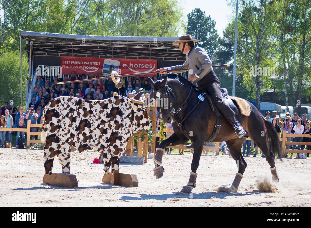 Lusitano. Rider Eduardo Almeda spearing a ring with a Garrocha pole at ...