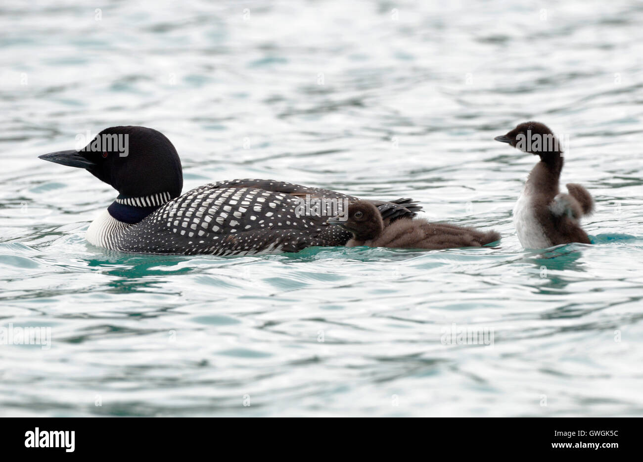 Great North Diver Loon High Resolution Stock Photography and Images - Alamy