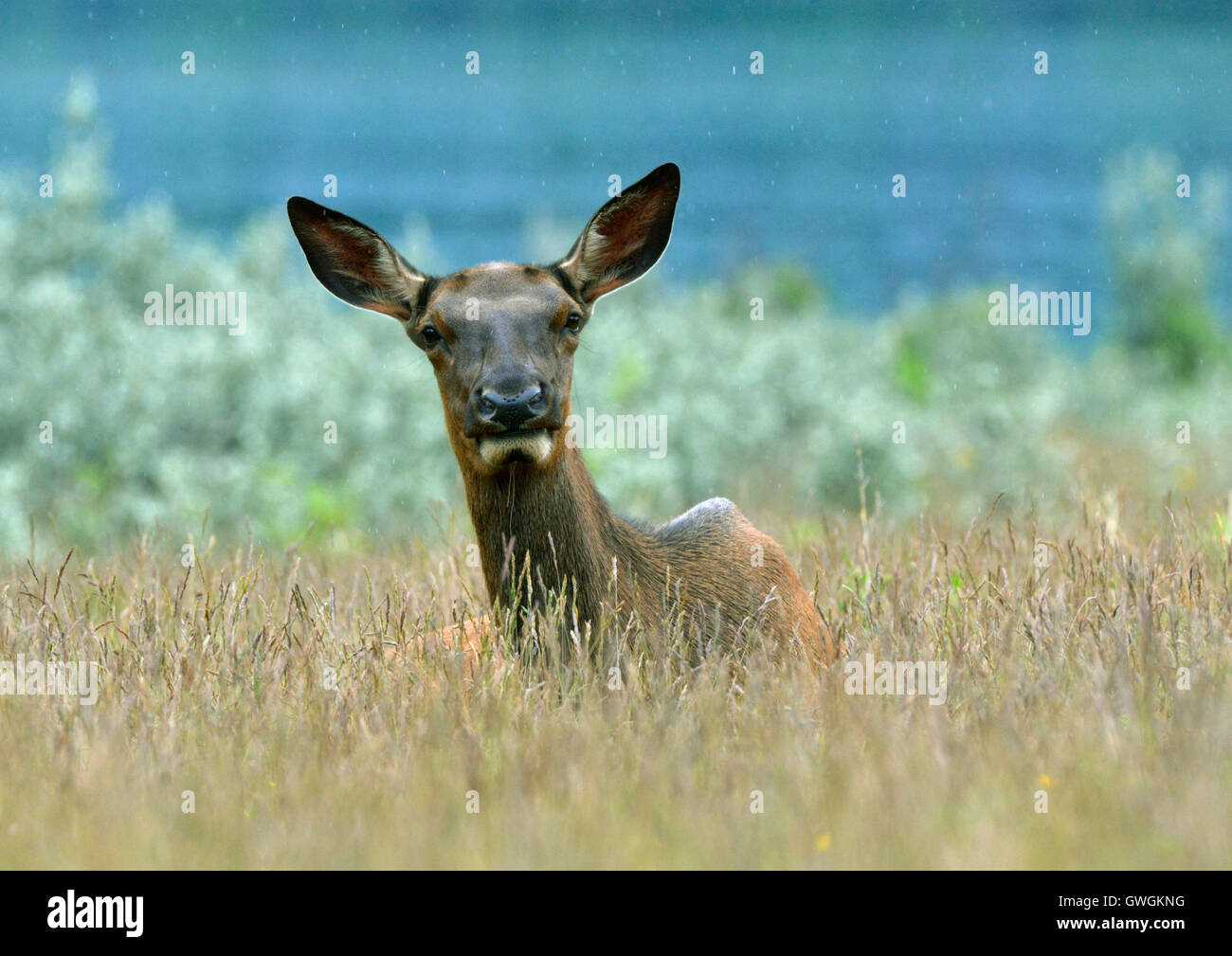 Wapiti cervus canadensis wapiti hi-res stock photography and images - Alamy