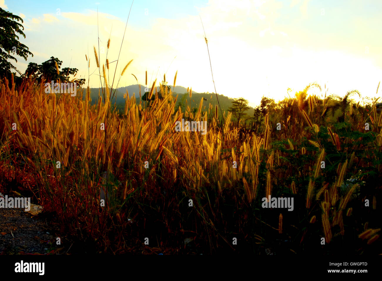 grass flowers with the sunrise Stock Photo - Alamy