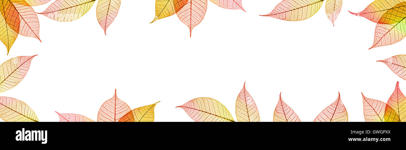 Transparent autumnal leaves banner on white background Stock Photo - Alamy
