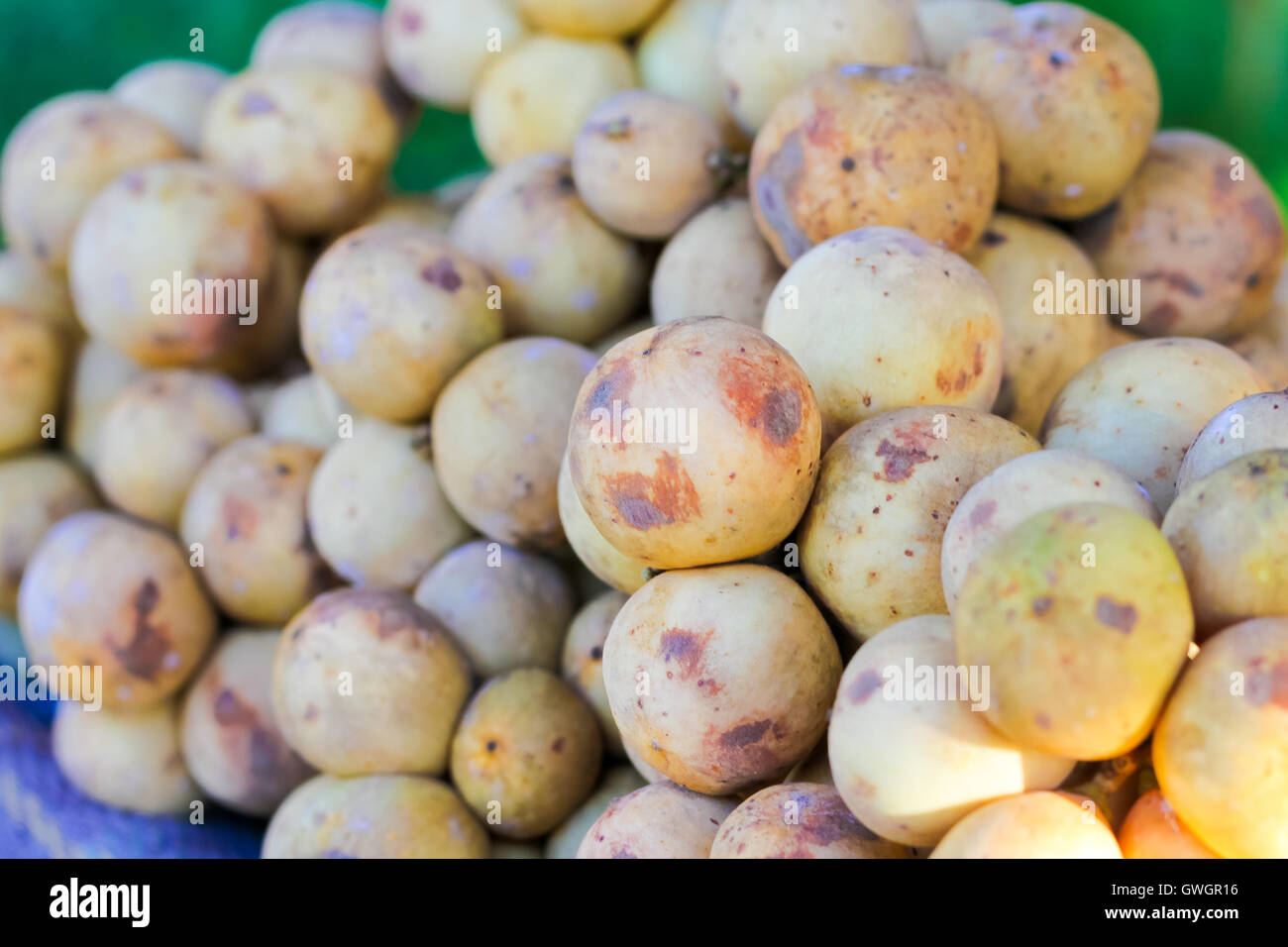 Parasiticum hi-res stock photography and images - Alamy