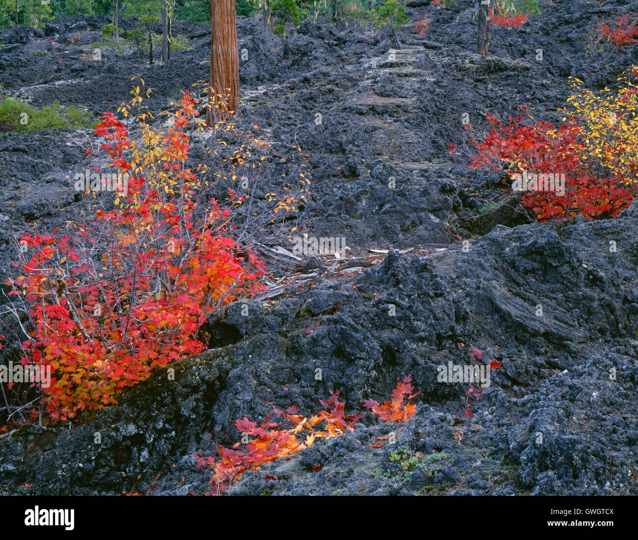 USA, Oregon, Willamette National Forest, Autumn-colored vine maple and ...