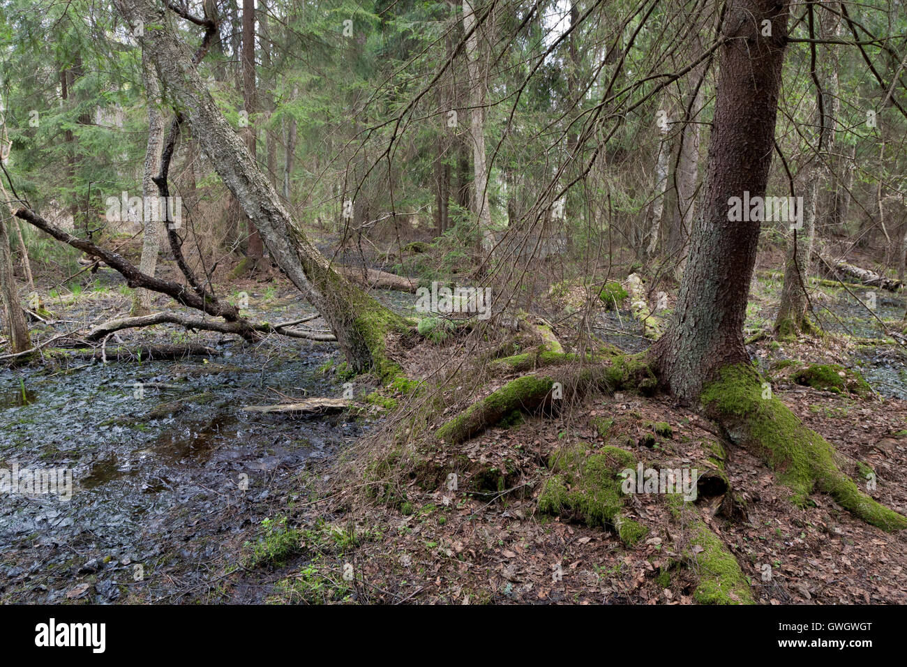 Swamp root hi-res stock photography and images - Alamy