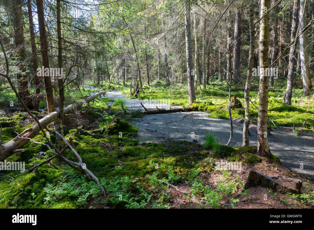 Slow stream flowing across sunny coniferous stand in spring,Bialowieza ...