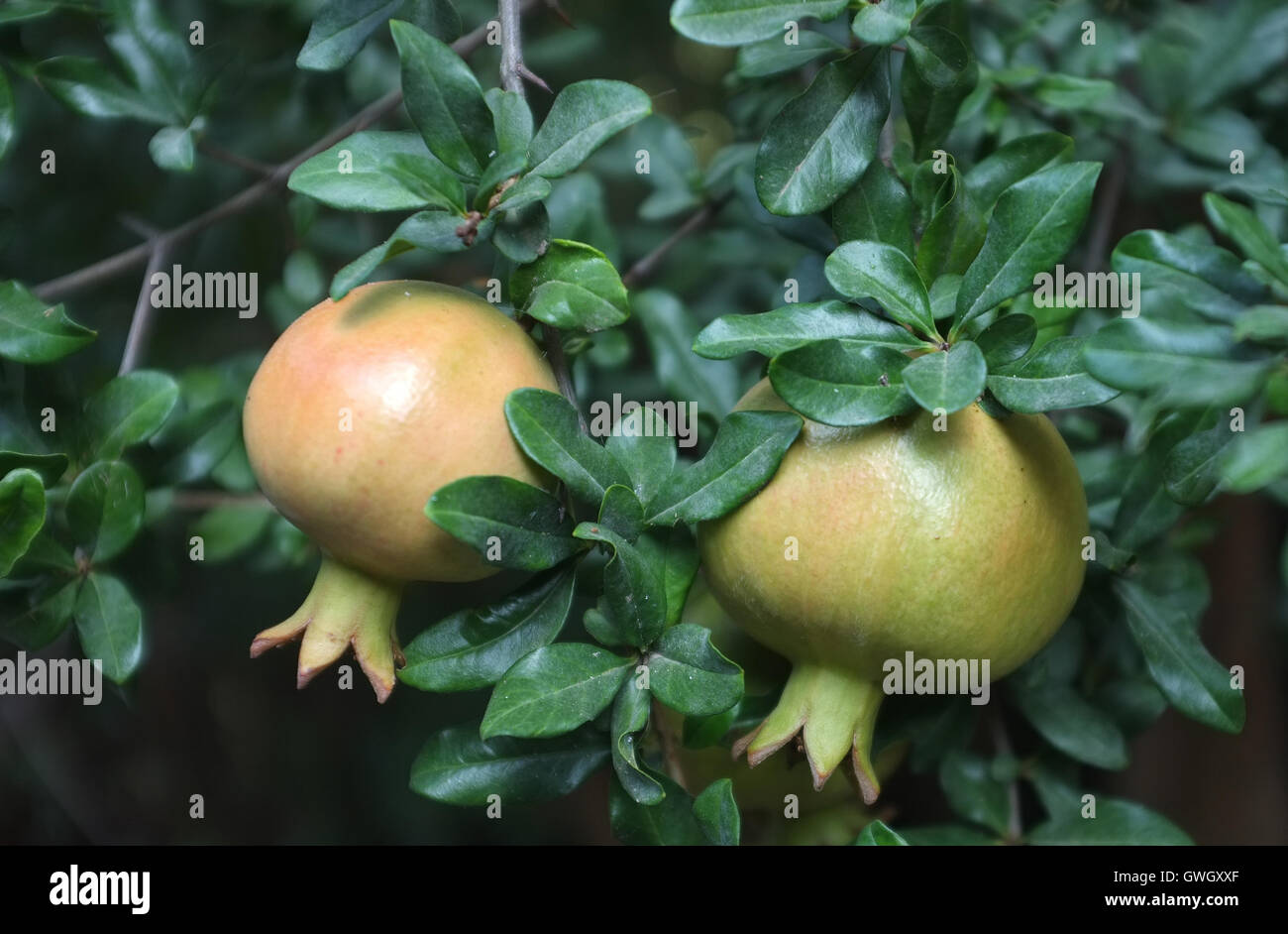 Pomegranates on tree Stock Photo - Alamy