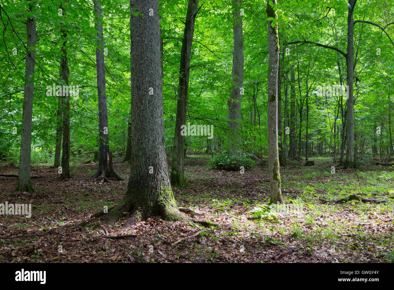 Primeval forest huge old hi-res stock photography and images - Alamy