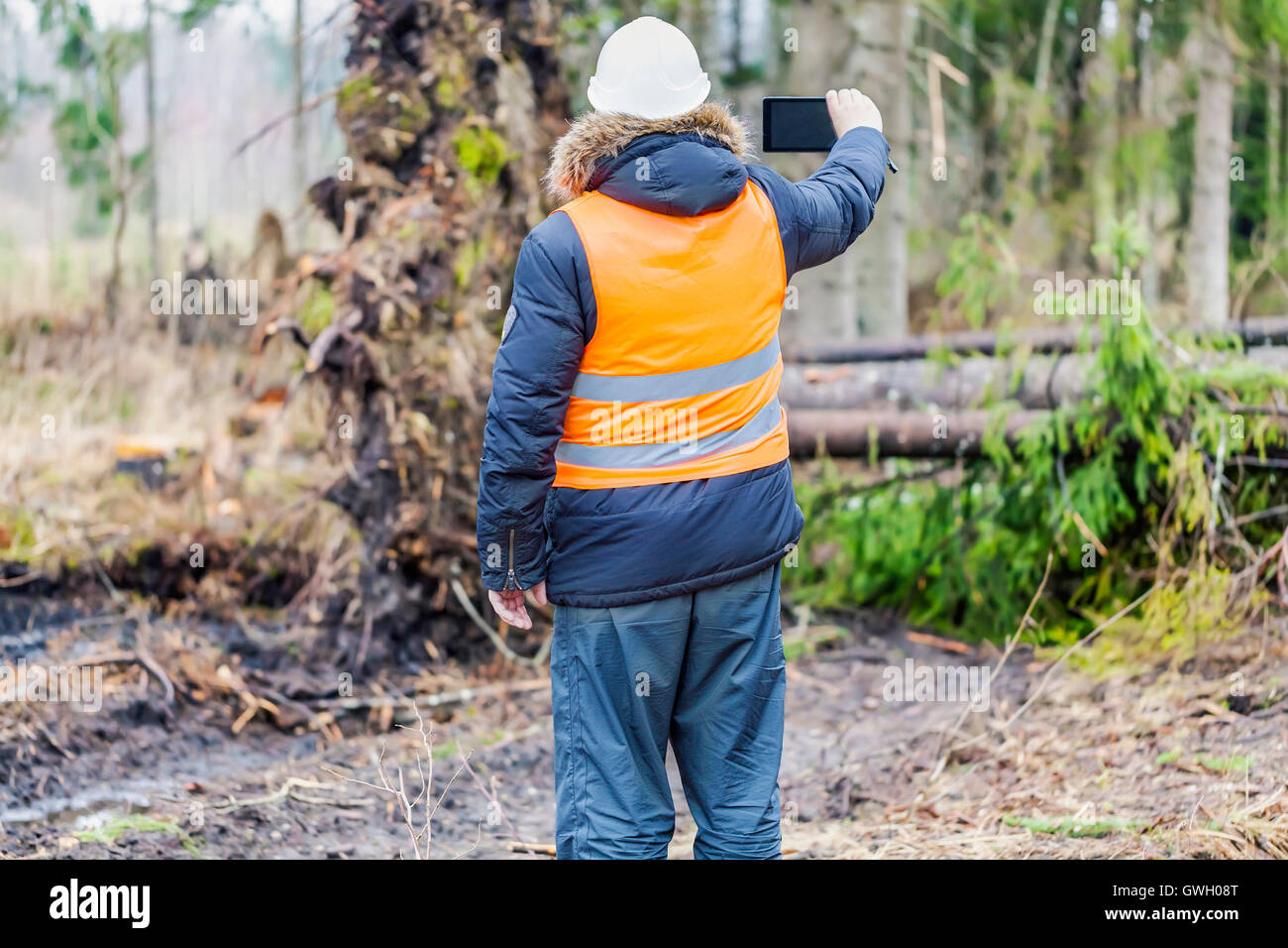 Forest inspector in destroyed forest at spruce Stock Photo - Alamy