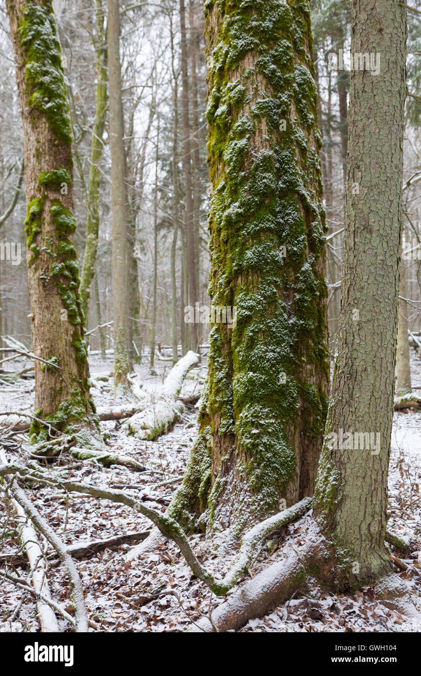 Old elm tree moss wrapped in winter,Bialowieza Forest,Poland,Europe ...