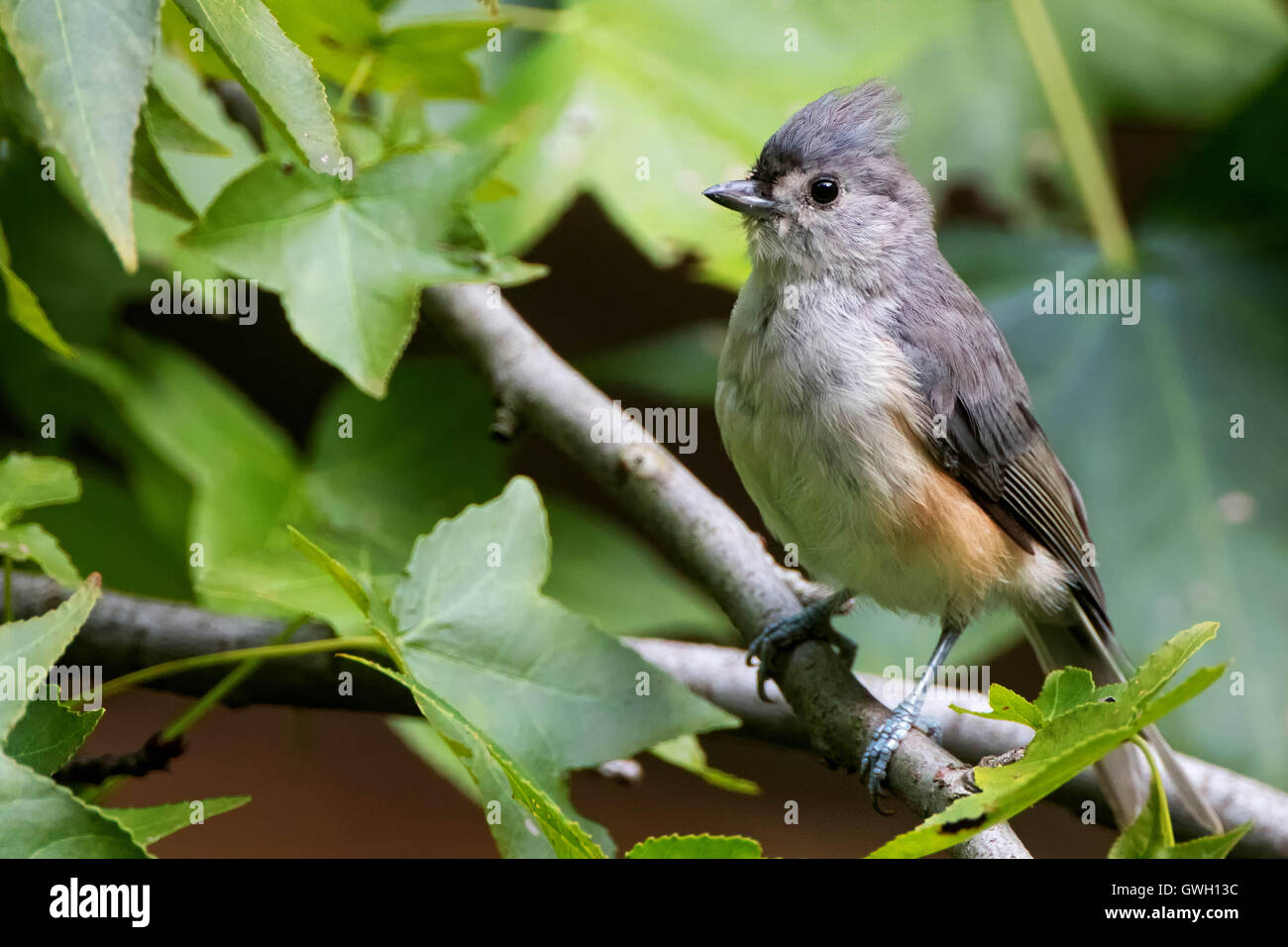 Titmouse tree hi-res stock photography and images - Alamy