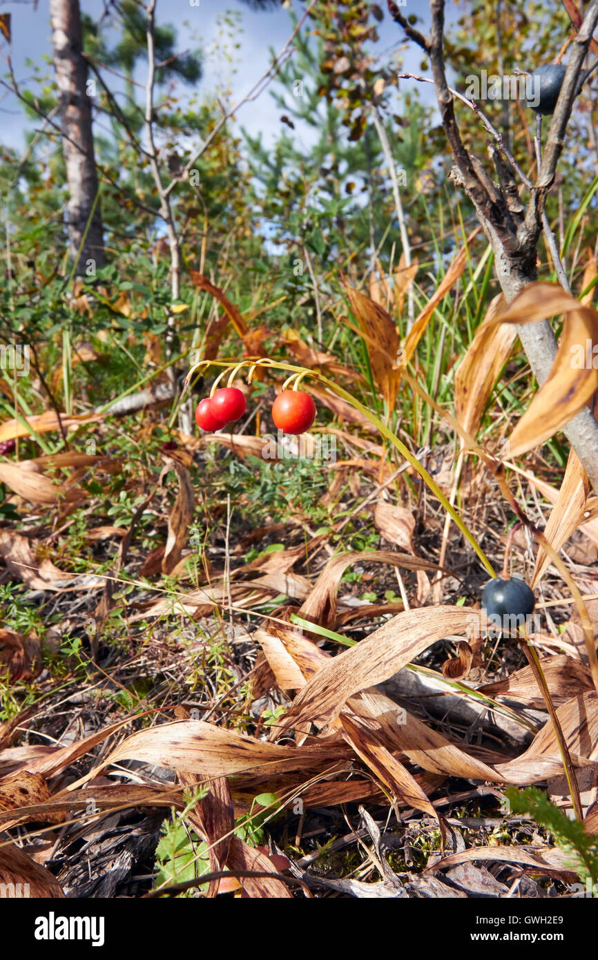 Lily berries hi-res stock photography and images - Alamy