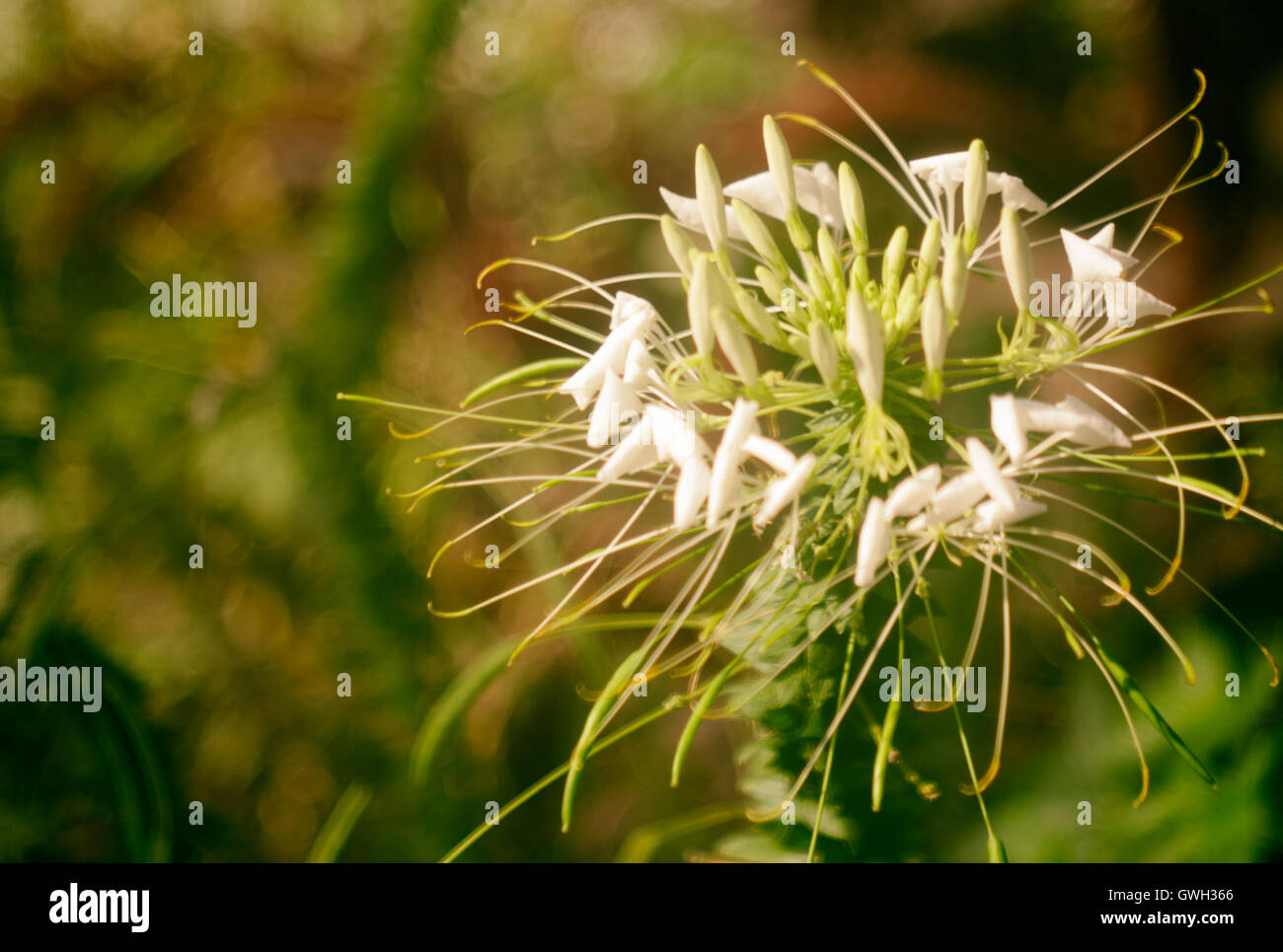Cleome flower (Cleome hassleriana) ,spider flowers, spider plants ...