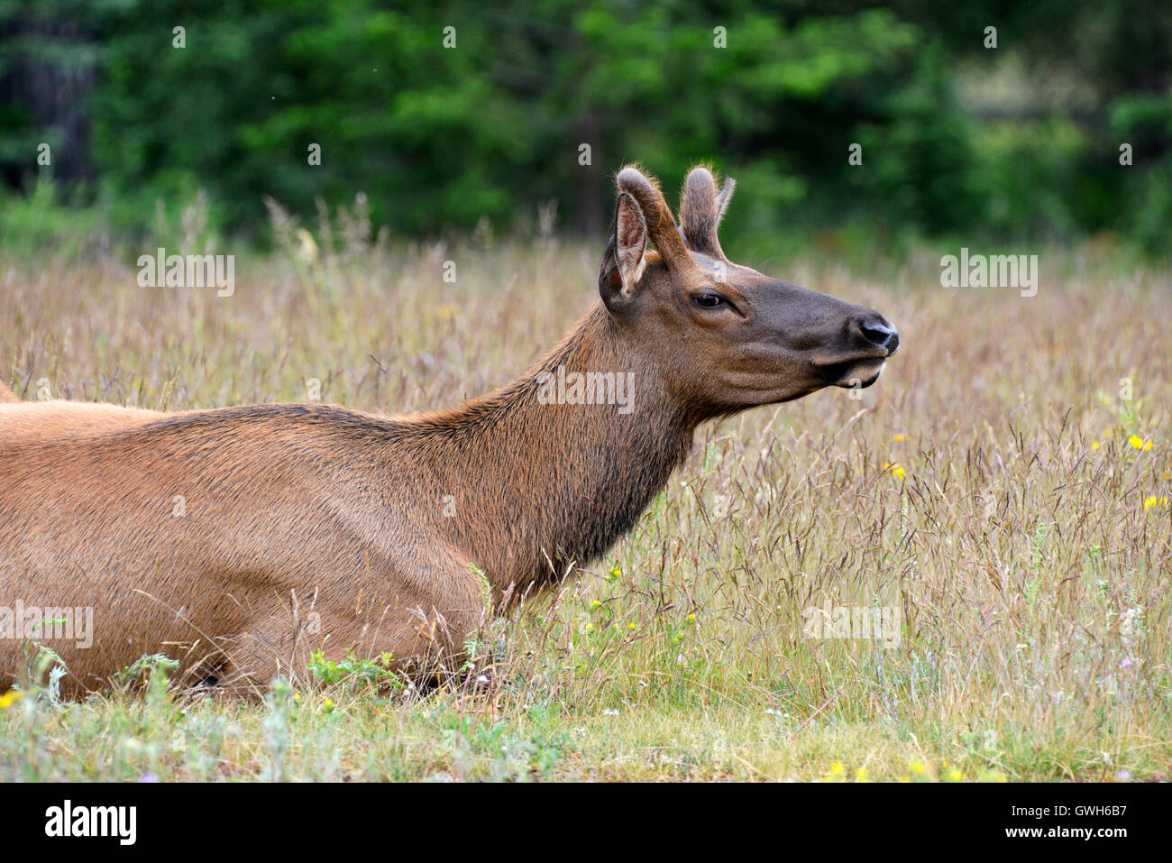 Spike elk hi-res stock photography and images - Alamy