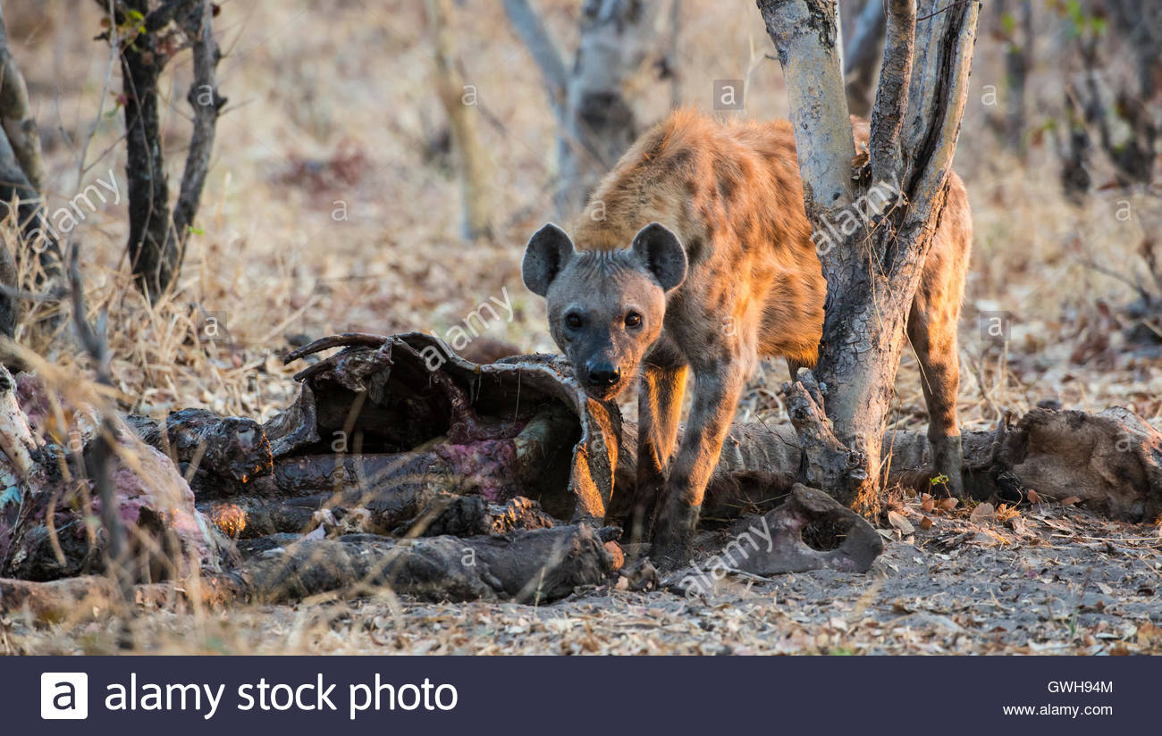 Hyena Eating Stock Photos & Hyena Eating Stock Images - Alamy