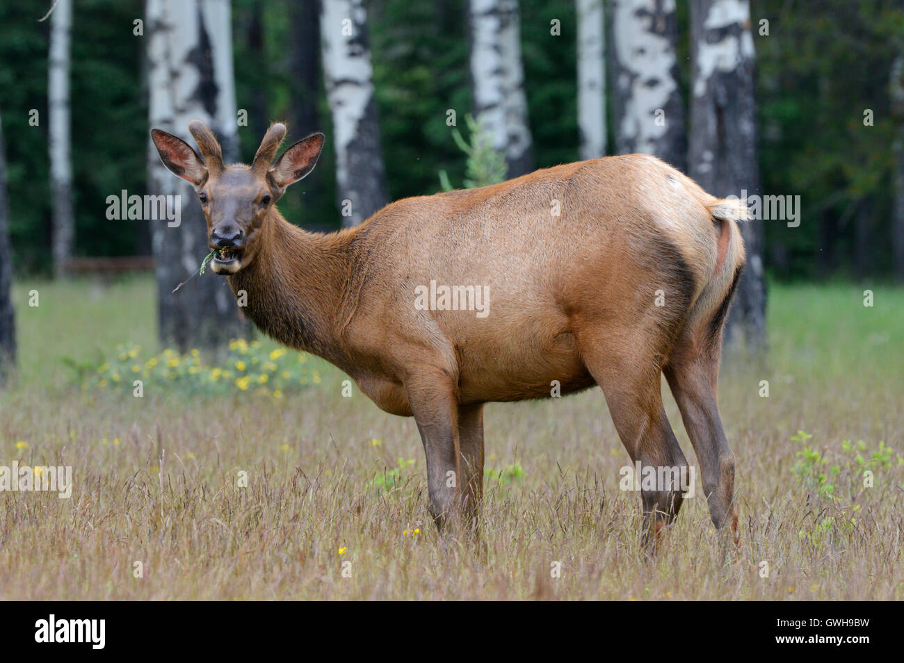 Spike elk hi-res stock photography and images - Alamy