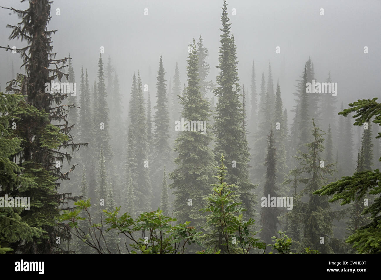 Cedars in the park hi-res stock photography and images - Alamy