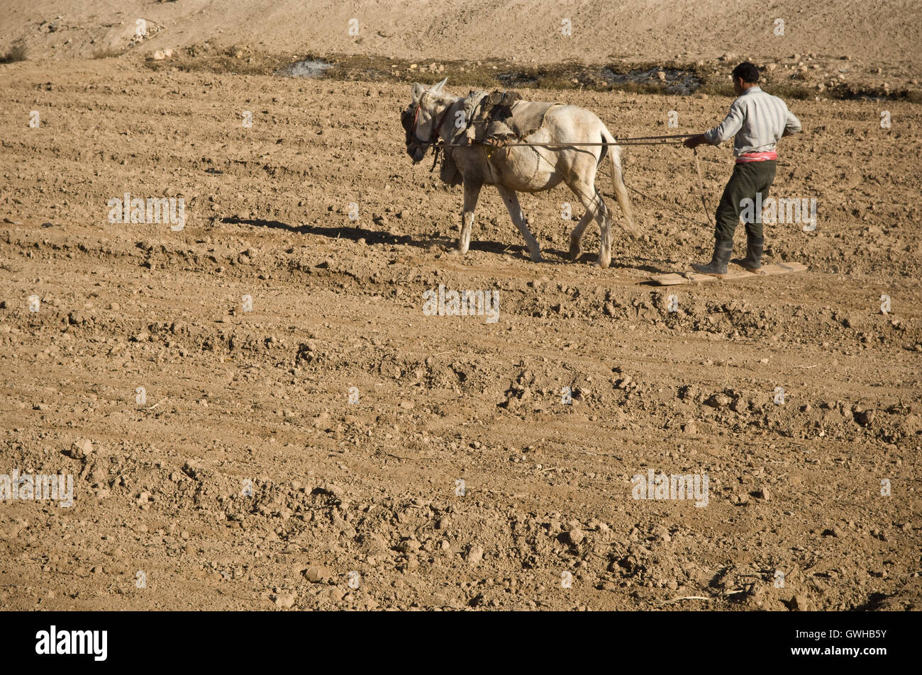 Syrian Farm Workers Struggle Against Drought and Climate Change Stock ...
