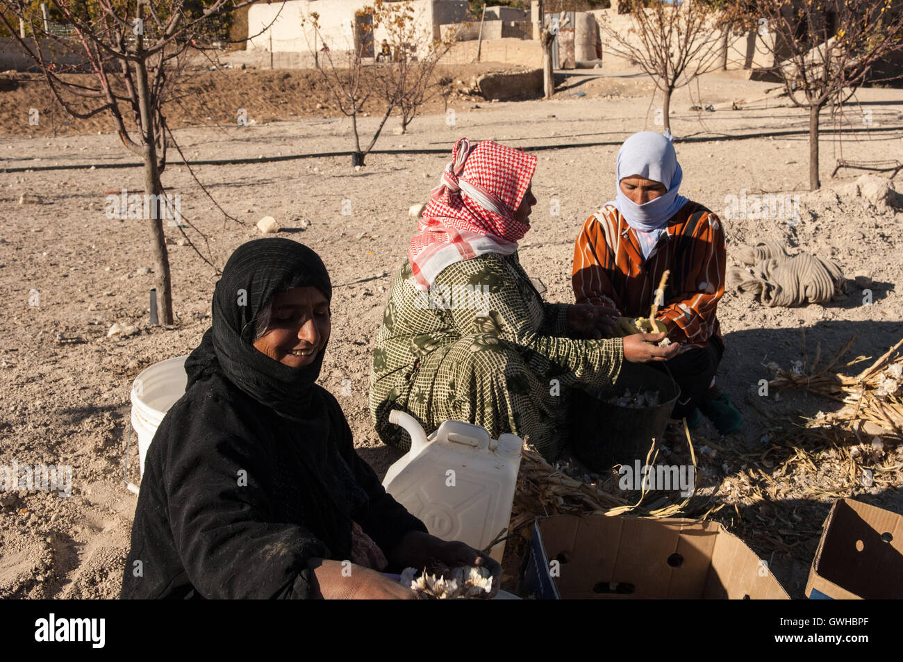 Syrian Farm Workers Struggle Against Drought and Climate Change Stock ...