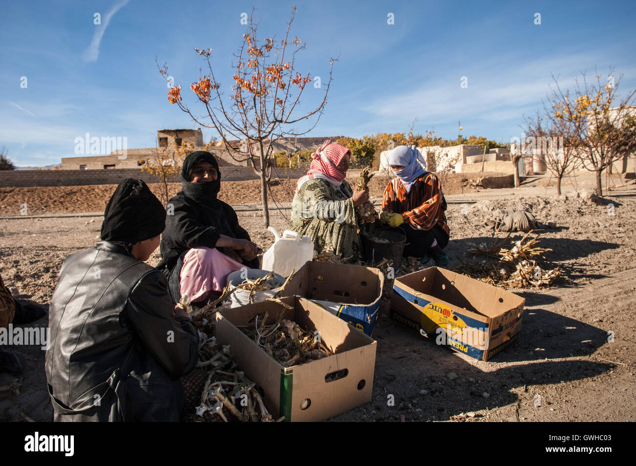 Syrian women sorting garlic on a farm near Damascus Stock Photo - Alamy