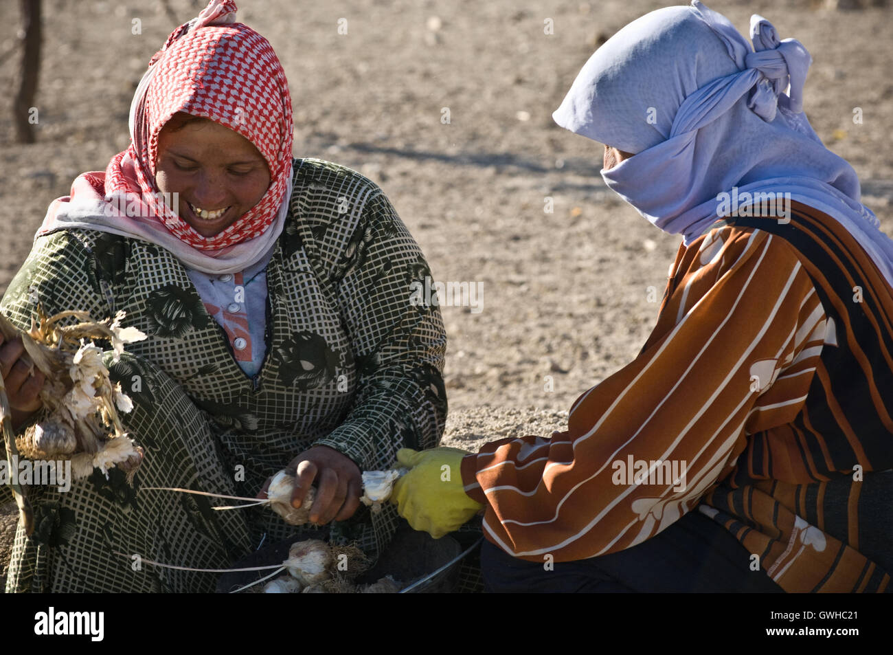 Syrian Farm Workers Struggle Against Drought and Climate Change Stock ...