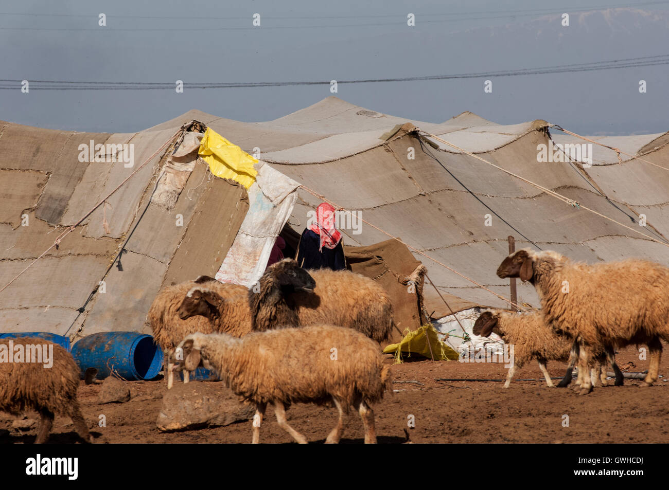 Syrian Farm Workers Struggle Against Drought and Climate Change Stock ...