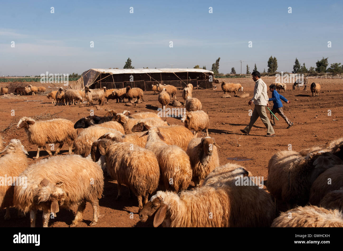 Syrian Farm Workers Struggle Against Drought and Climate Change Stock ...