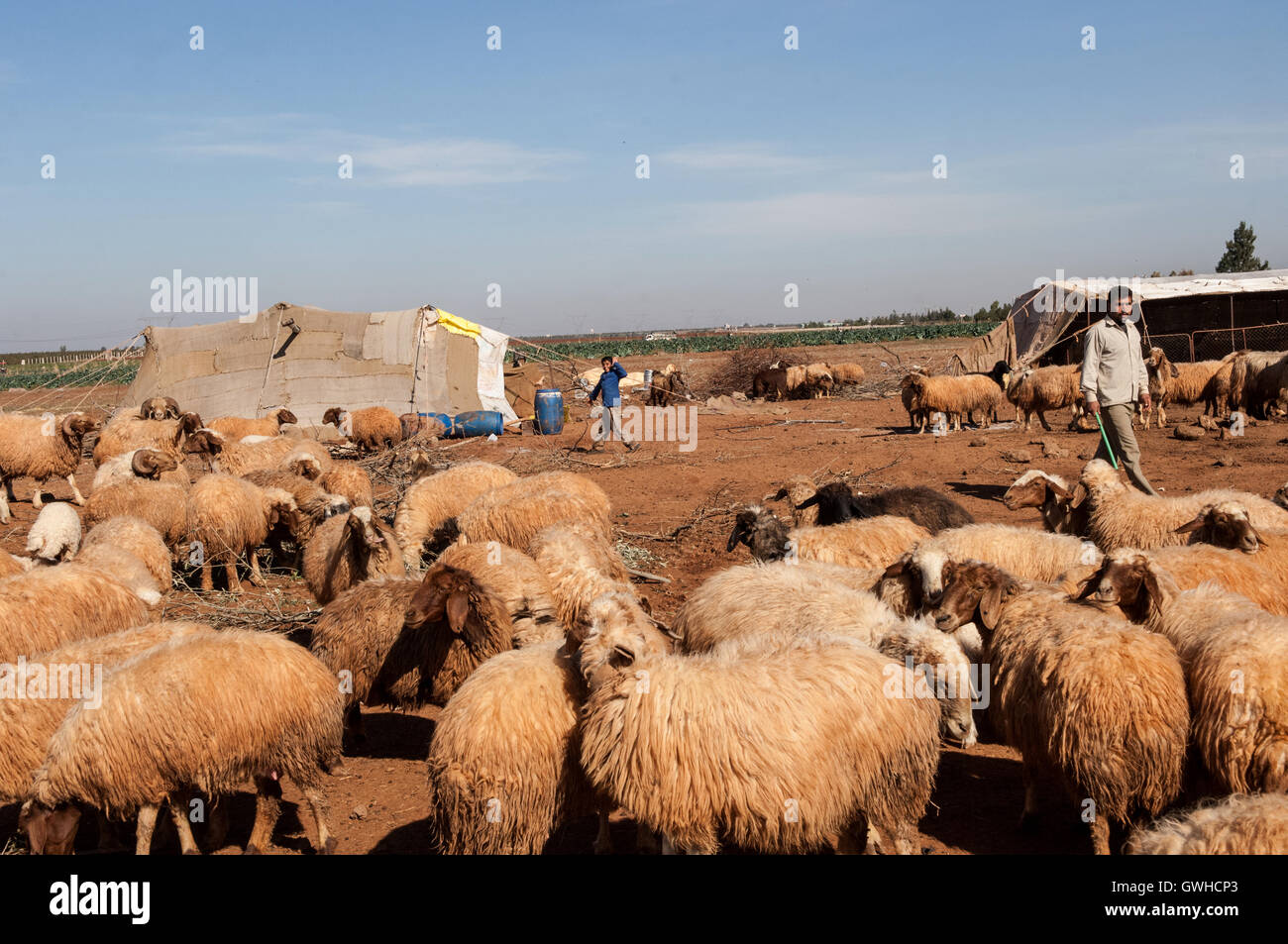 Syrian Farm Workers Struggle Against Drought and Climate Change Stock ...