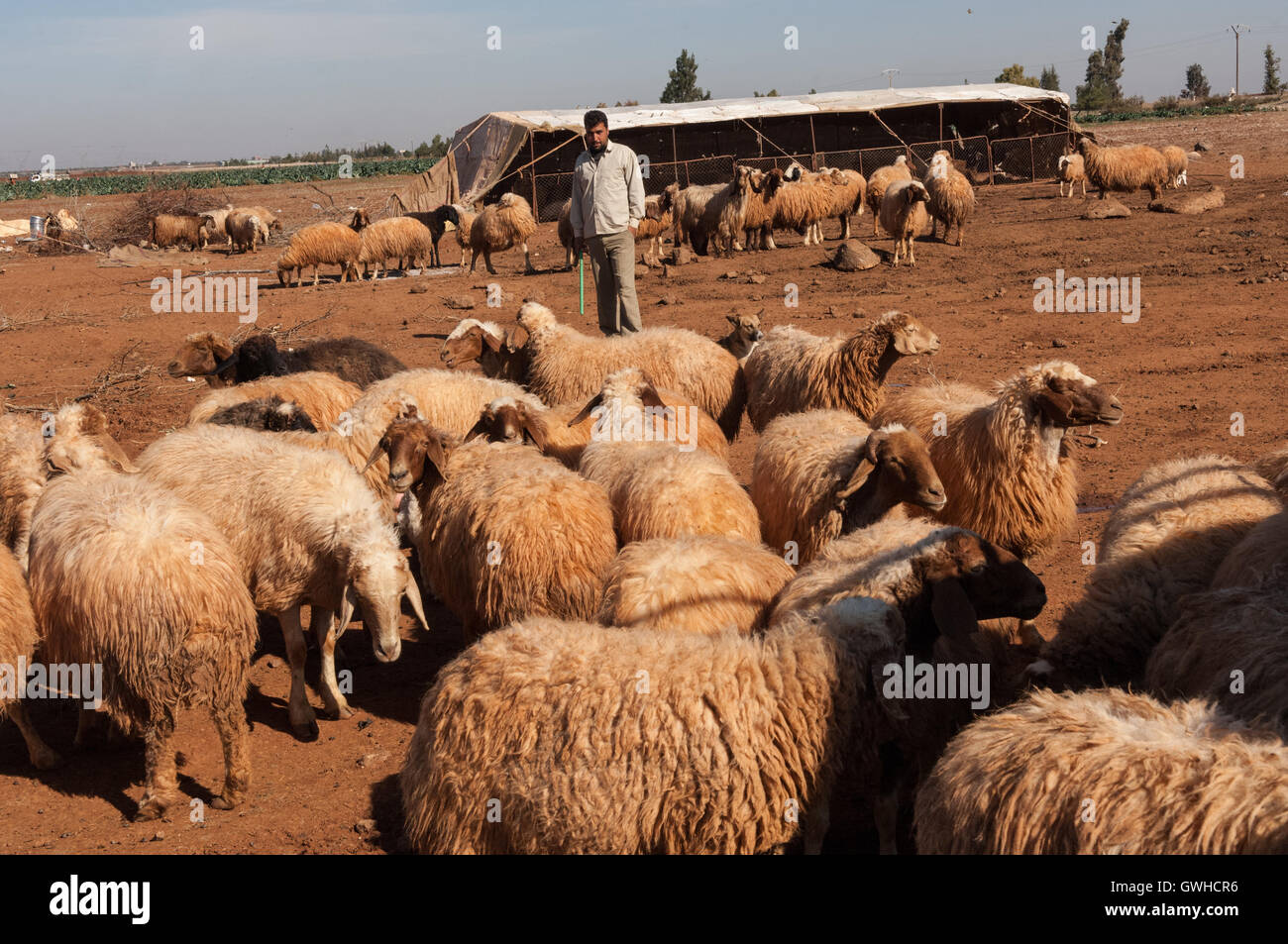 Syrian seasonal farmers near Deraa southern Syria Stock Photo - Alamy