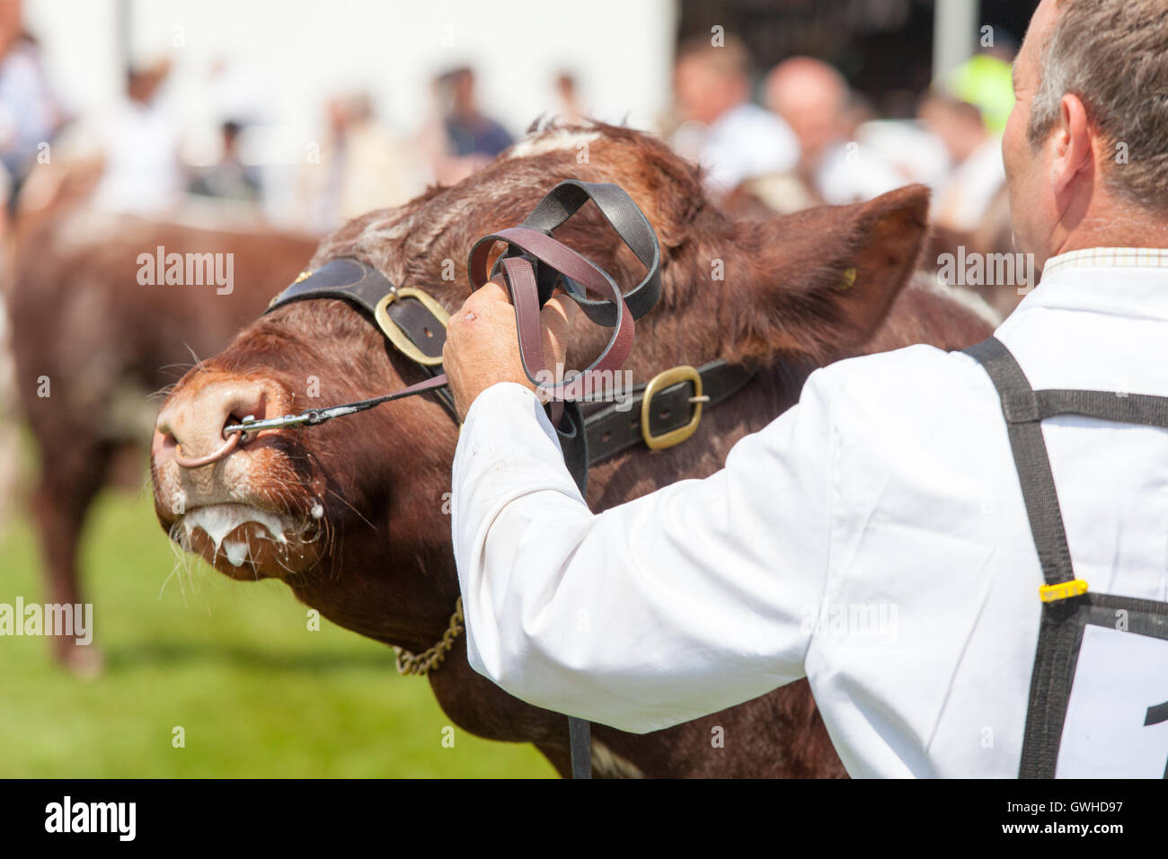 Cow judging at the Great Yorkshire Show, Harrogate, England Stock Photo ...