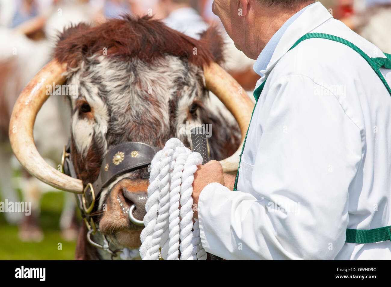 Cow judging at the Great Yorkshire Show, Harrogate, England Stock Photo ...