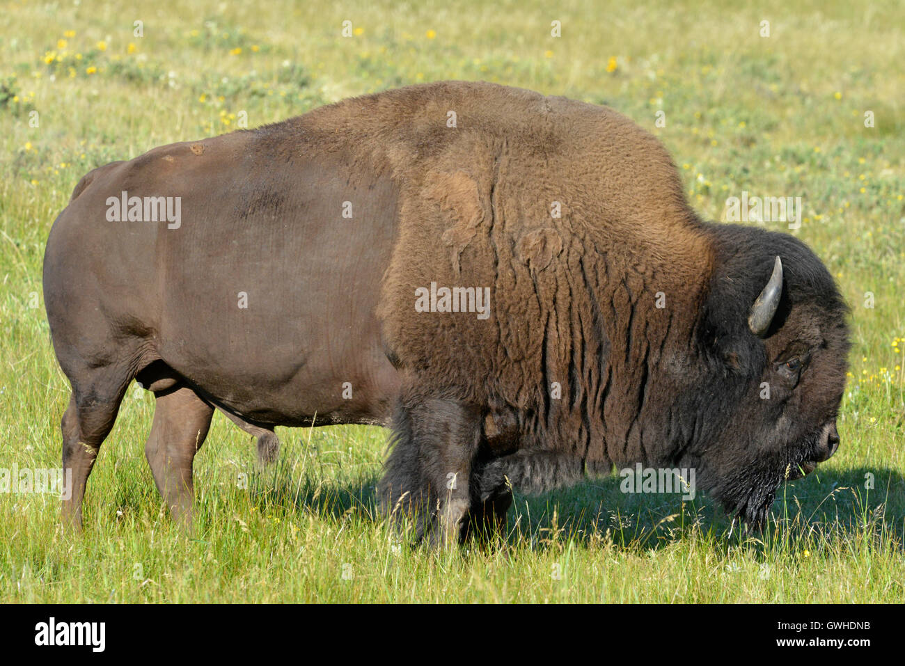 Bison - Bison bison bison. Waterton, Canada Stock Photo - Alamy