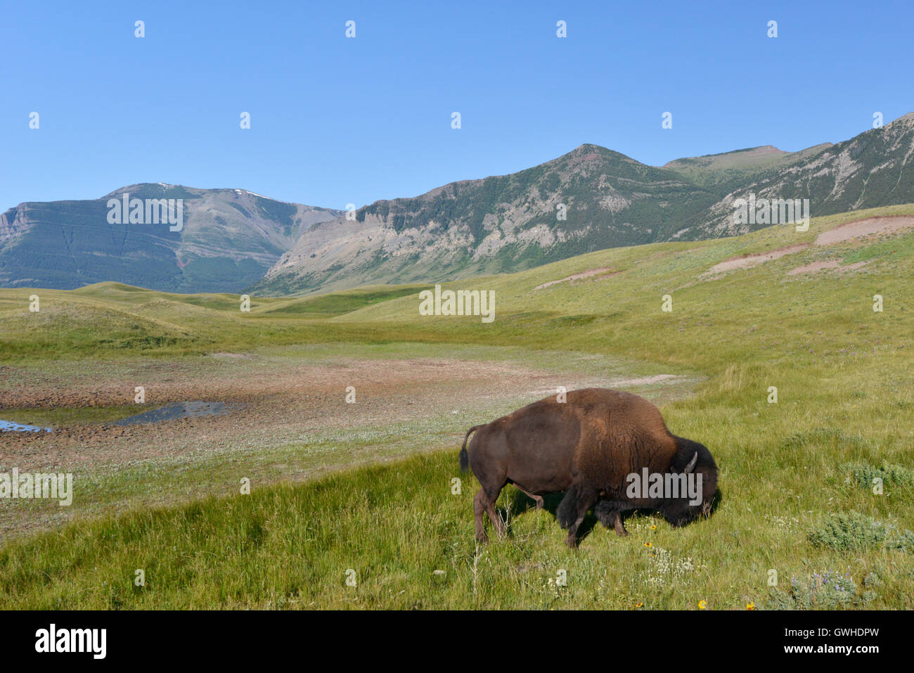 Bison - Bison bison bison. Waterton, Canada Stock Photo - Alamy