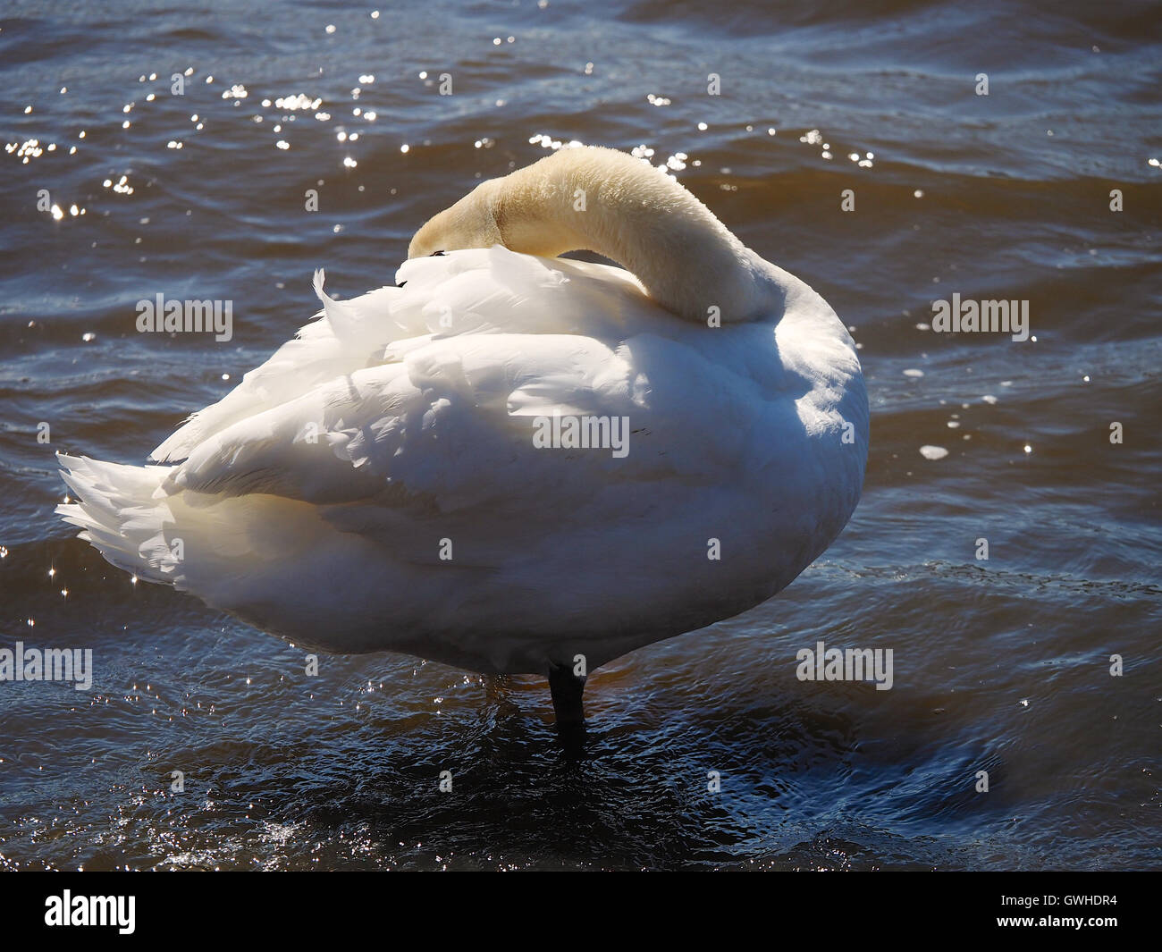 A white mute swan grooming itself Stock Photo - Alamy