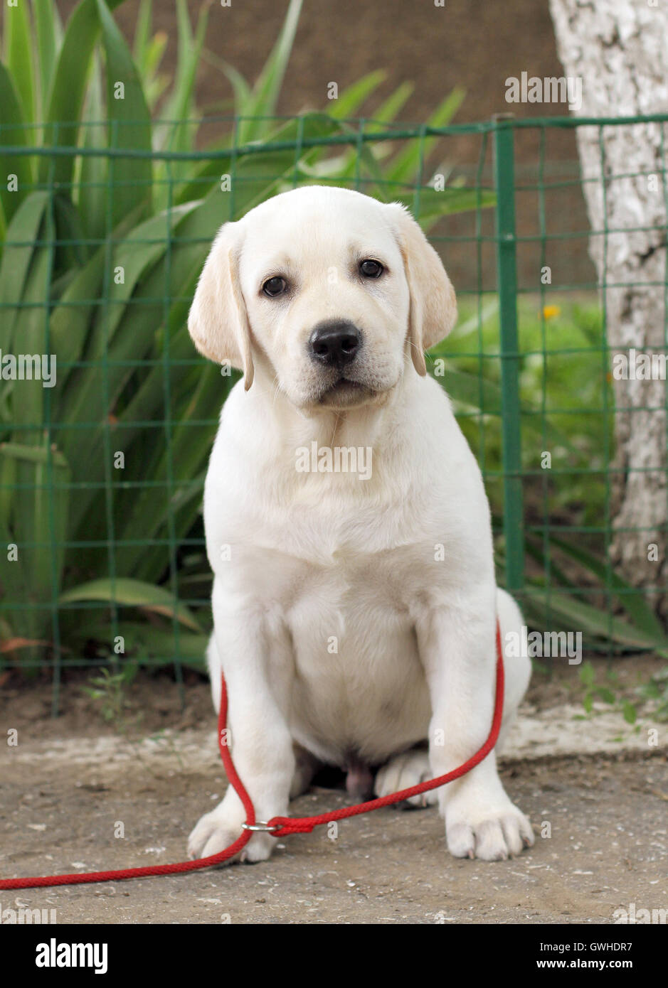 little cute yellow labrador puppy sitting n the garden Stock Photo - Alamy